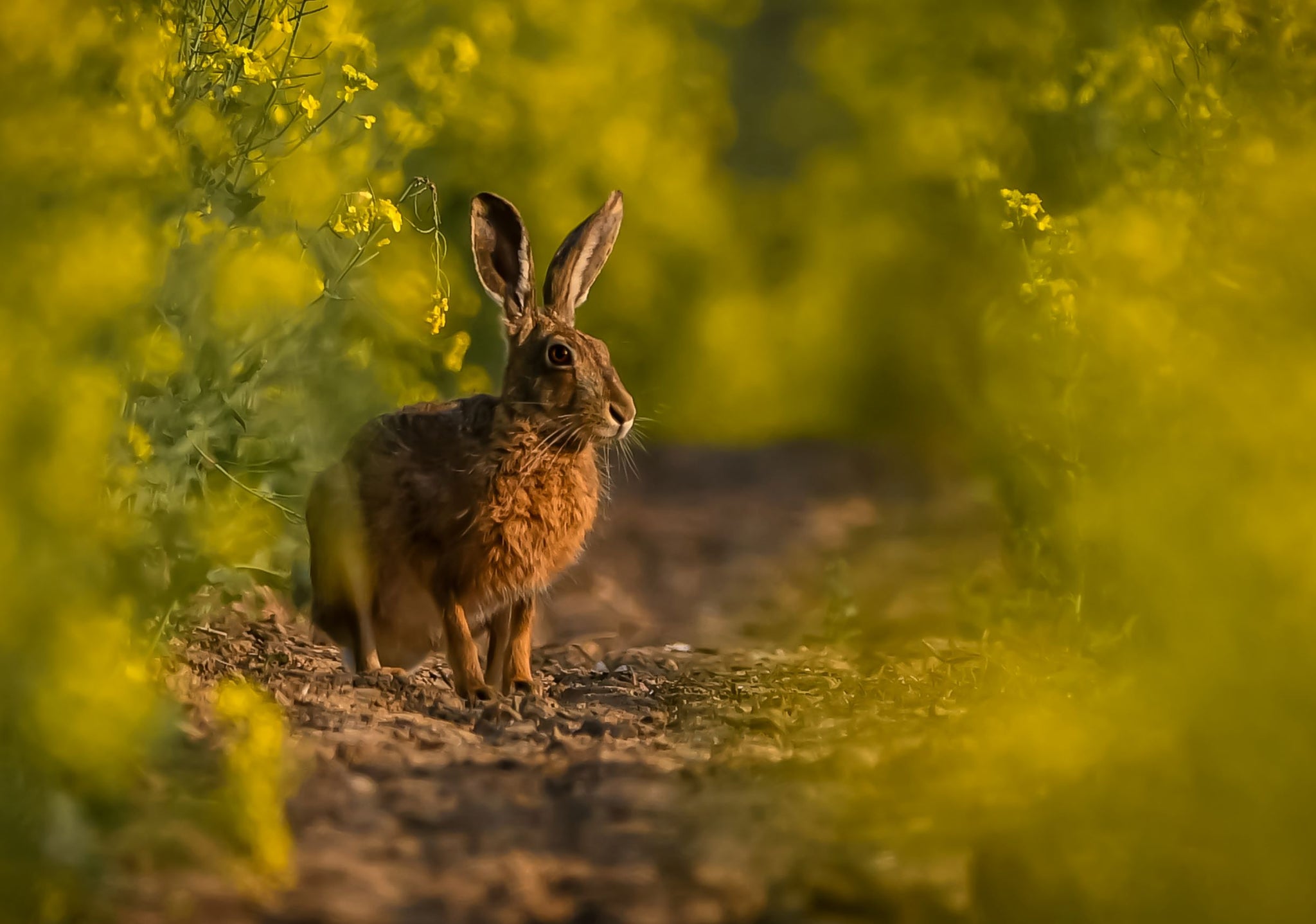 "Rapeseed Hare" - Simon Booker – Reeds Art and Framing